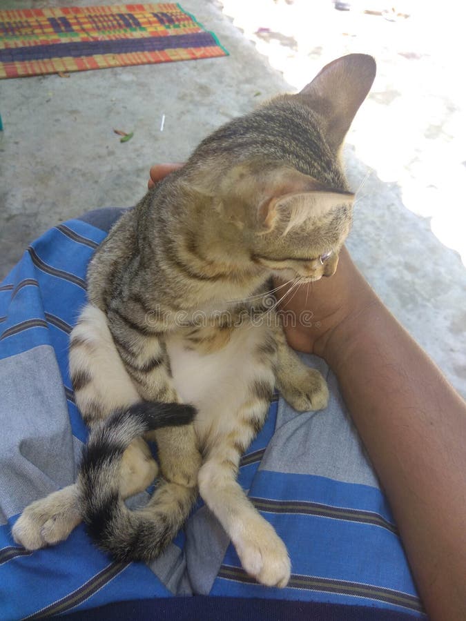 Beautiful small cats stock photo. Image of cats, cute - 114347034