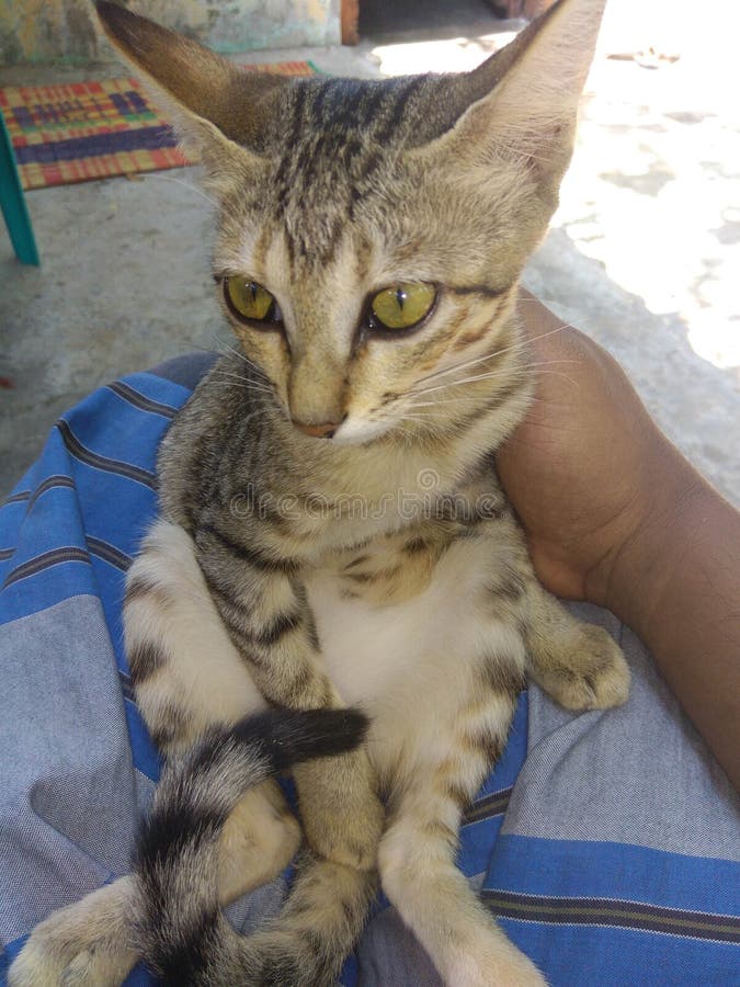 Beautiful small cats stock image. Image of cats, small - 114347063