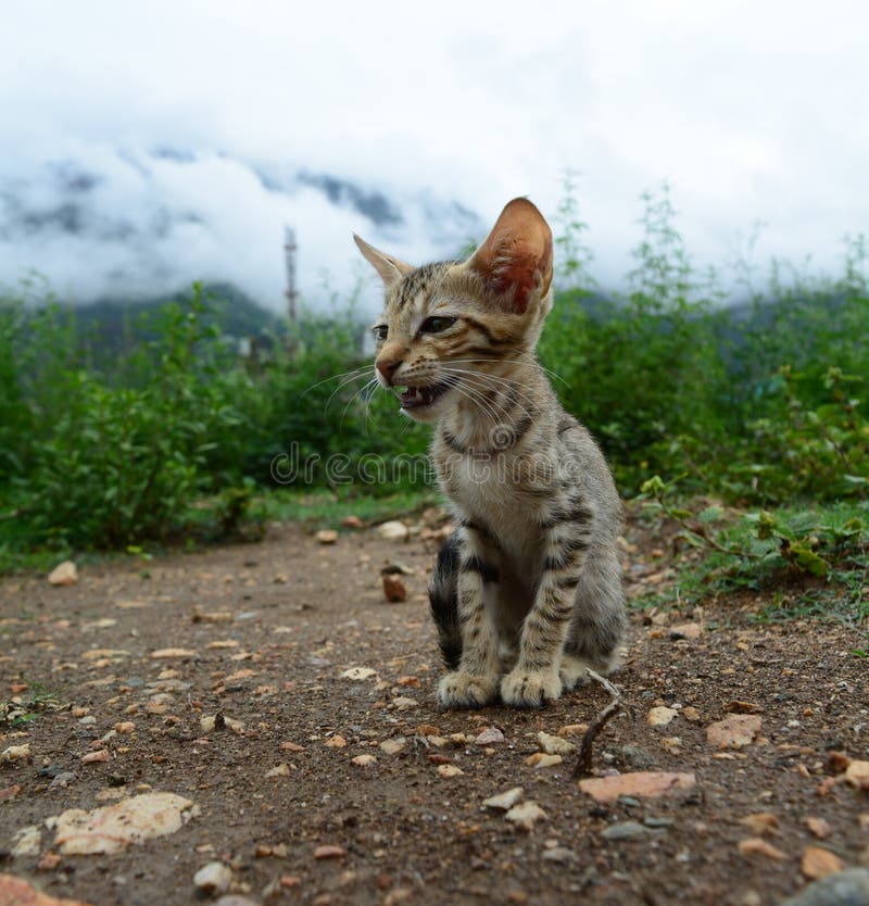 A Cute Baby Cat in the Green Fields. Indian Cat in the Green Field ...