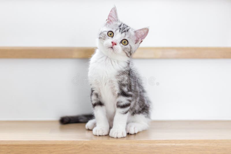Cute Baby Cat in the House, Silver Tabby Scottish Fold Cat Stock Image ...