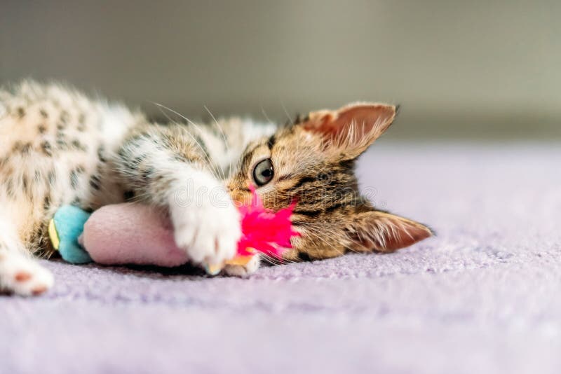 Cute Baby Cat Playing stock image. Image of mammal, cute - 129555927