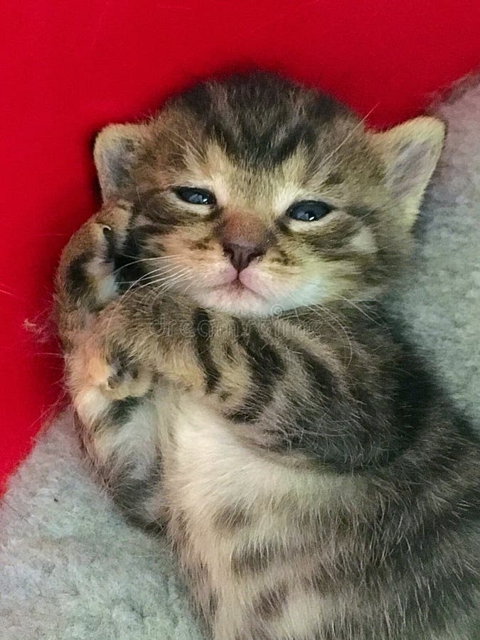 Cute baby cat stock photo. Image of baby, posing, sweet - 69727480