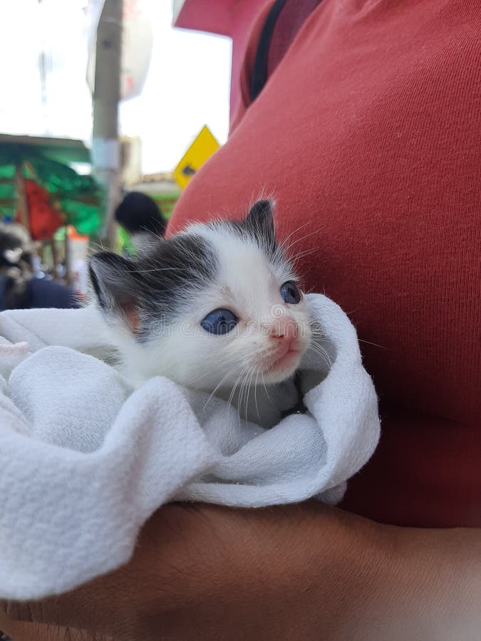 Cute baby cats love meow stock photo. Image of cats - 244097188