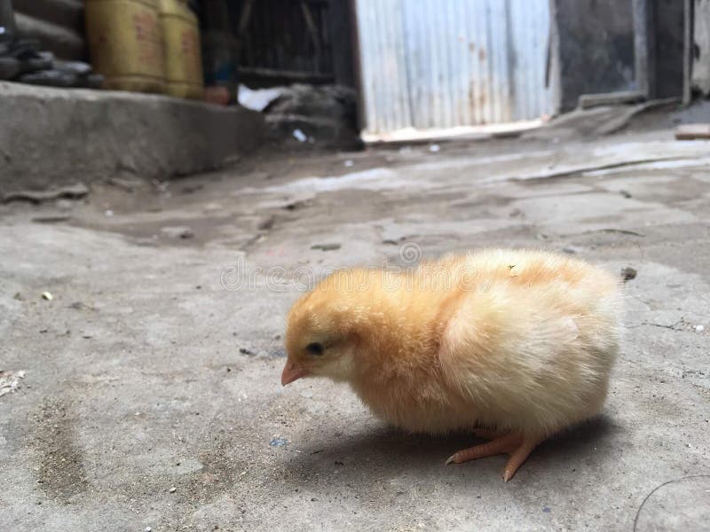 Cute stock photo. Image of baby, cute, chicken, awww - 114065180