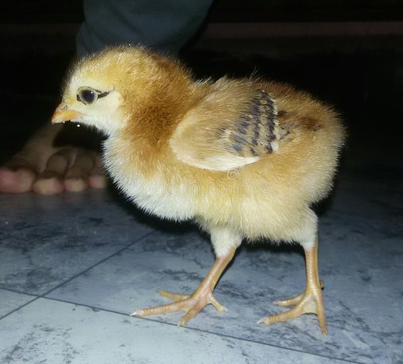 Cute baby chicken stock photo. Image of sweet, lovely - 128484308