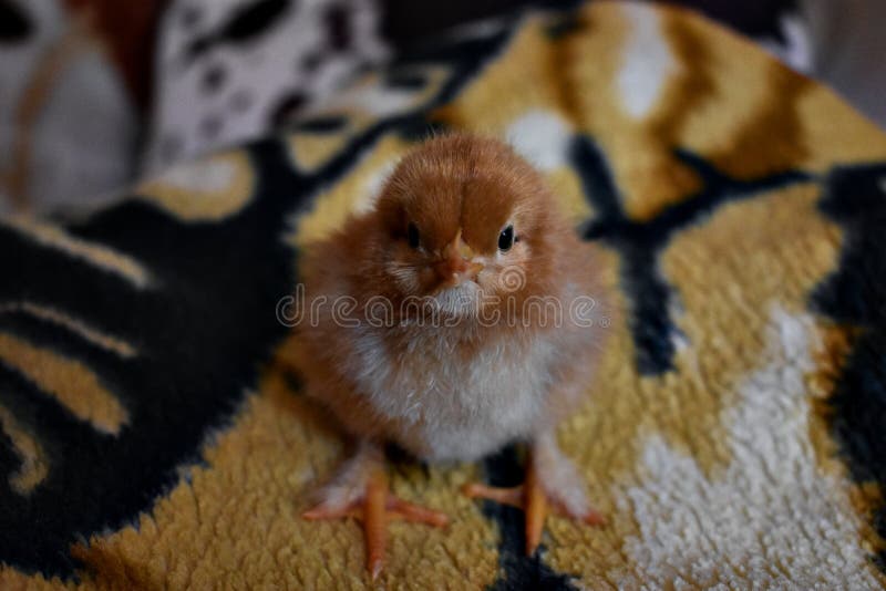 One Day Old Chicken stock photo. Image of baby, cute - 118093588