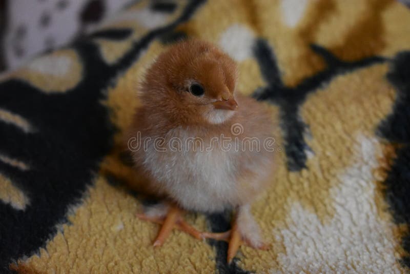 One Day Old Chicken stock photo. Image of chicken, baby - 118093412