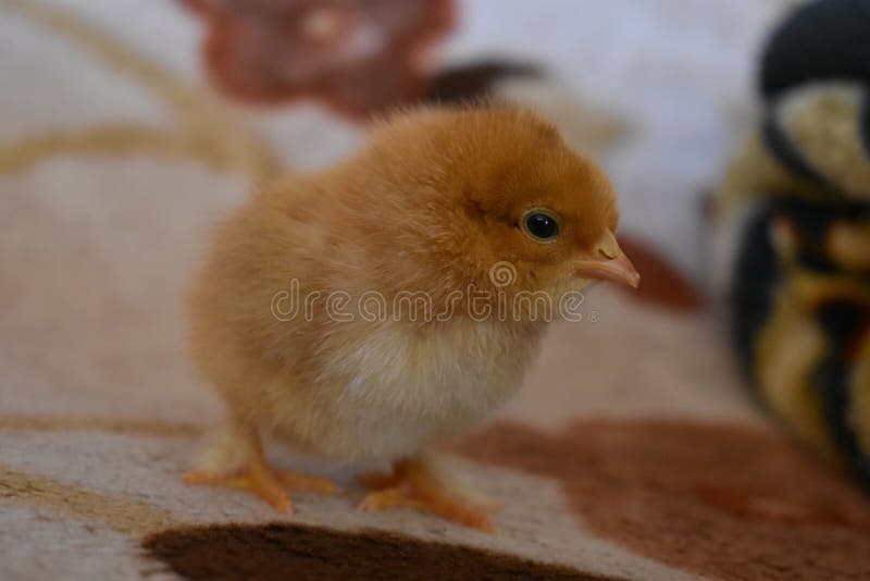 One Day Old Chicken stock photo. Image of cute, baby - 118093786