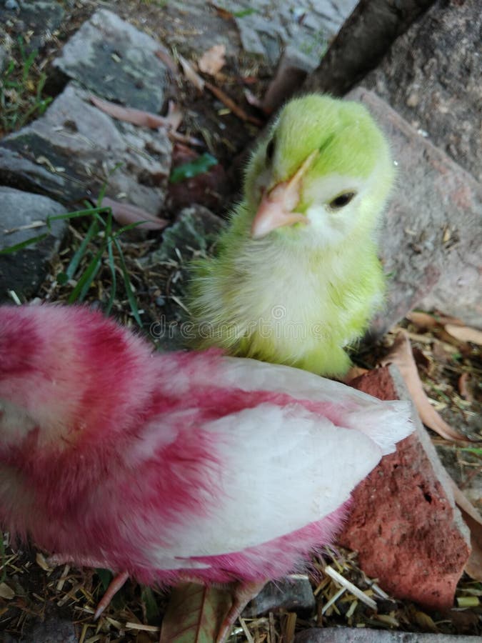 Little hen stock photo. Image of cute, baby, chiken, little - 99729950