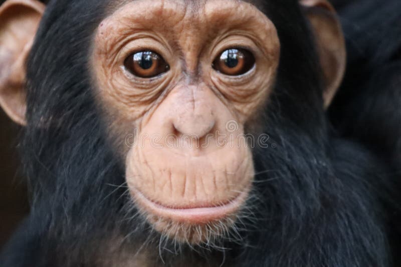 Cute Baby Chimpanzee in Uganda Stock Image - Image of wildlife, baby ...