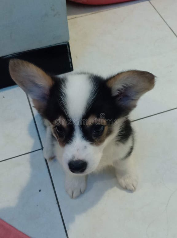 Cute baby corgy stock photo. Image of corgy, animal - 270766916