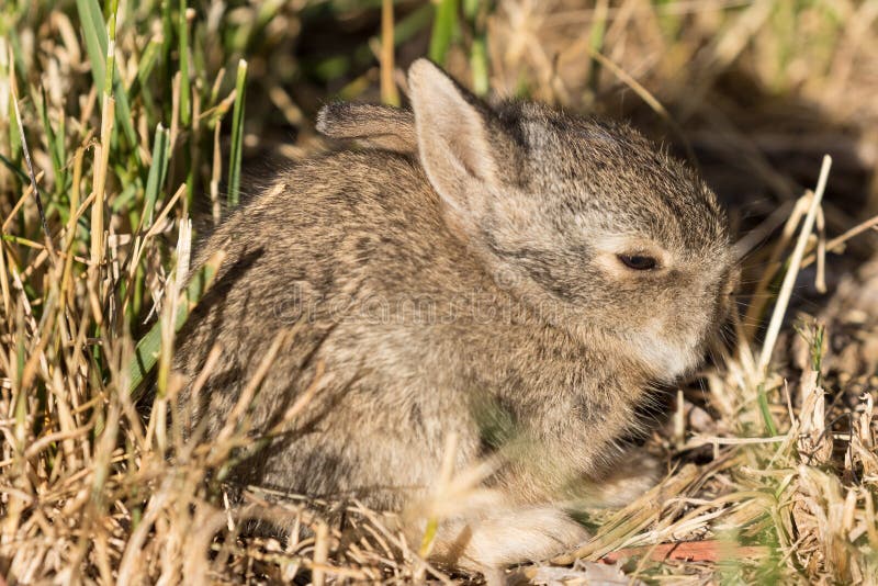 1,491 Baby Cottontail Rabbit Stock Photos - Free & Royalty-Free Stock ...