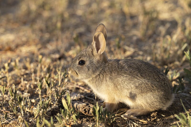 Cute Baby Cottontail Rabbit in Arizona Stock Photo - Image of young ...
