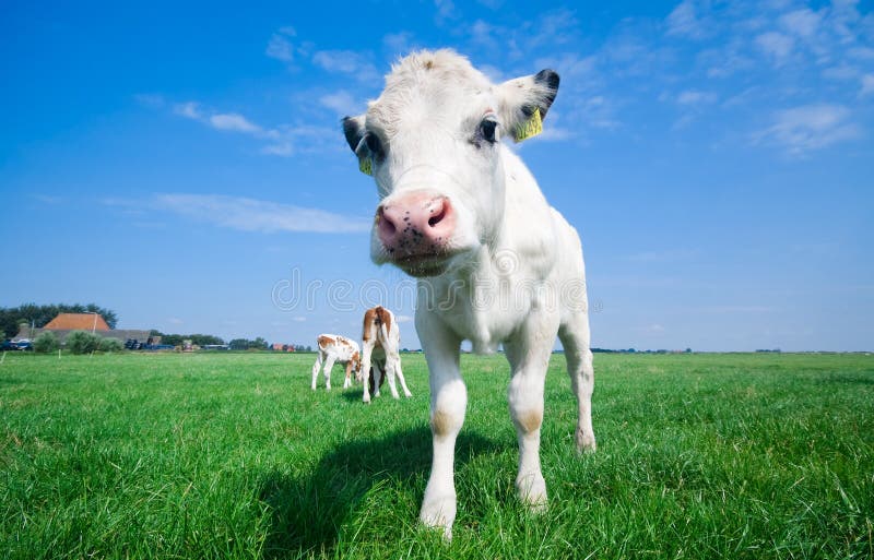 Cute baby cow stock image. Image of funky, farming, dung - 2999027
