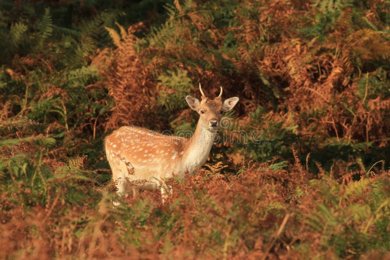 Cute Baby Deer stock image. Image of brown, bradgate - 45596821