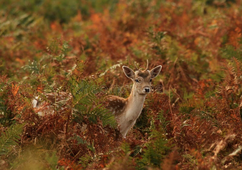Cute Baby Deer stock photo. Image of fall, cute, forest - 45597238