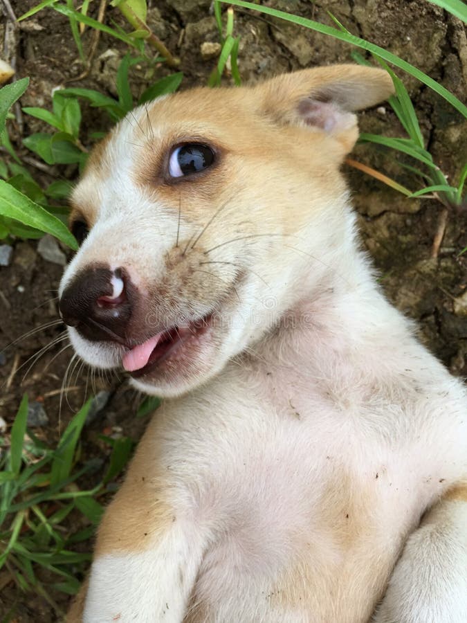 Cute Baby Dog on the Ground Stock Image - Image of nature, natural ...