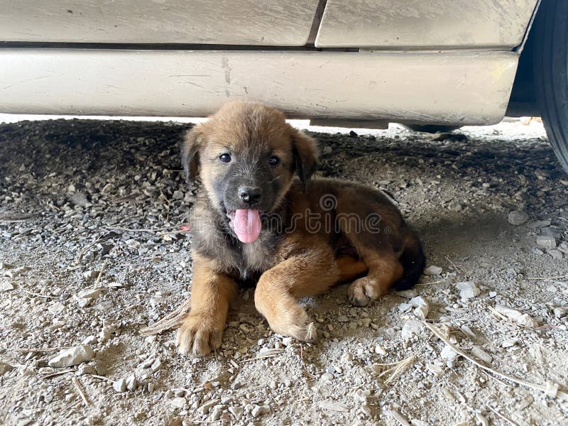 Cute Baby Dog on the Ground Stock Image - Image of park, natural: 250292585