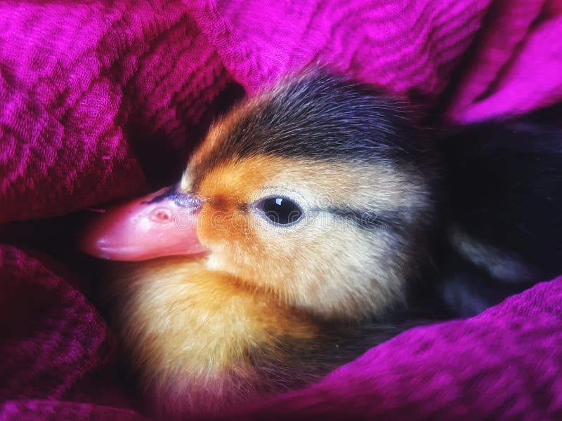 Cute baby duck stock image. Image of baby, organ, mallard - 240420303