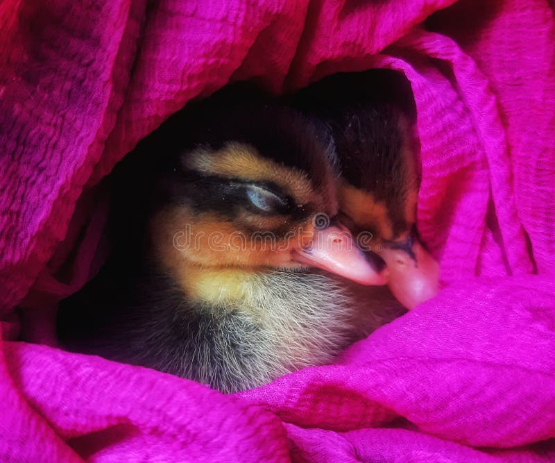Cute baby duck in sleep stock photo. Image of beauty - 240420294