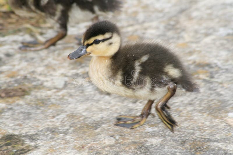 Cute baby duckling stock image. Image of outdoors, duckling - 5688859