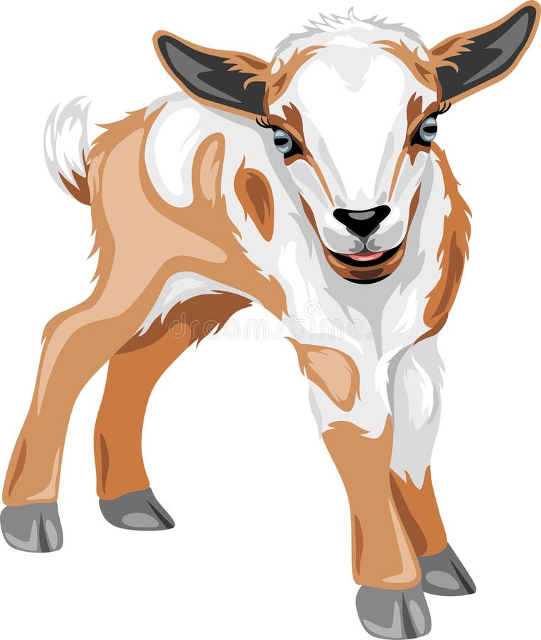 Cute Baby Goat Isolated on White Stock Vector - Illustration of cool ...