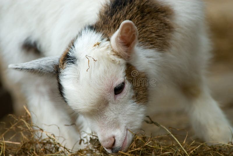 Smiling baby goat stock photo. Image of baby, farm, goat - 23860650