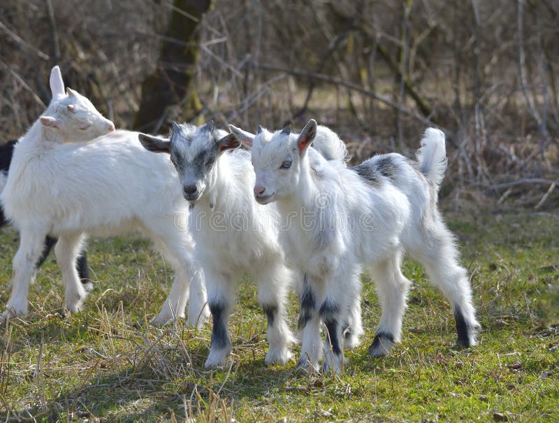 Cute baby goats stock photo. Image of easter, meadow - 89591320