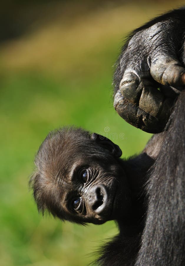 Cute baby gorilla stock photo. Image of hairy, face, black - 11315626