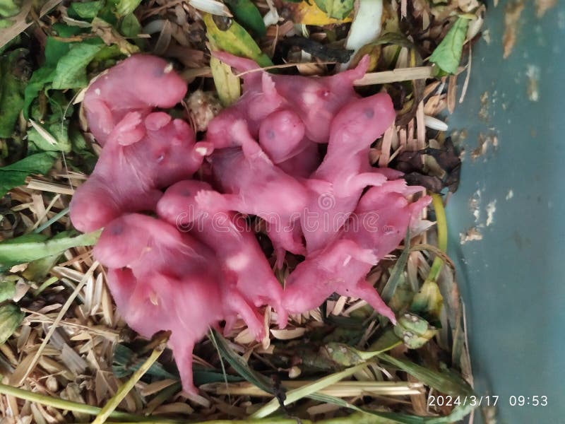 Cute baby hamster stock image. Image of cute, baby, hamster - 311239975