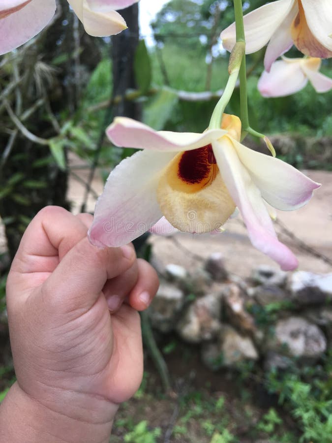 Cute baby hand and flowers stock image. Image of cute - 205546961
