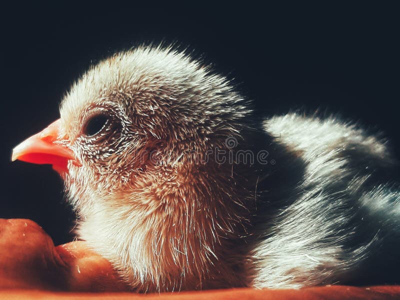 Cute baby of hean stock photo. Image of puppy, carnivore - 240420480