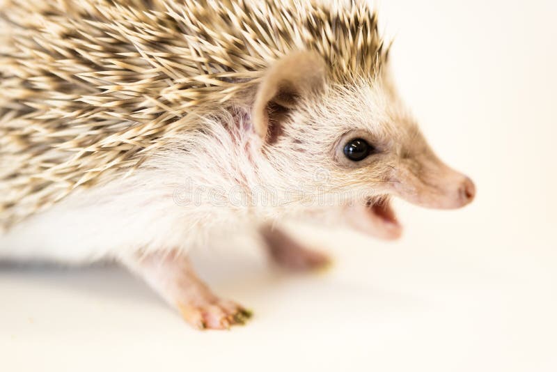 3,975 Baby Hedgehog Stock Photos - Free & Royalty-Free Stock Photos ...