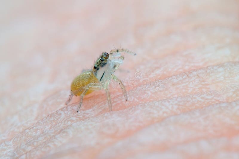Baby Jumping Spider on the Human Skin Stock Image - Image of wild ...