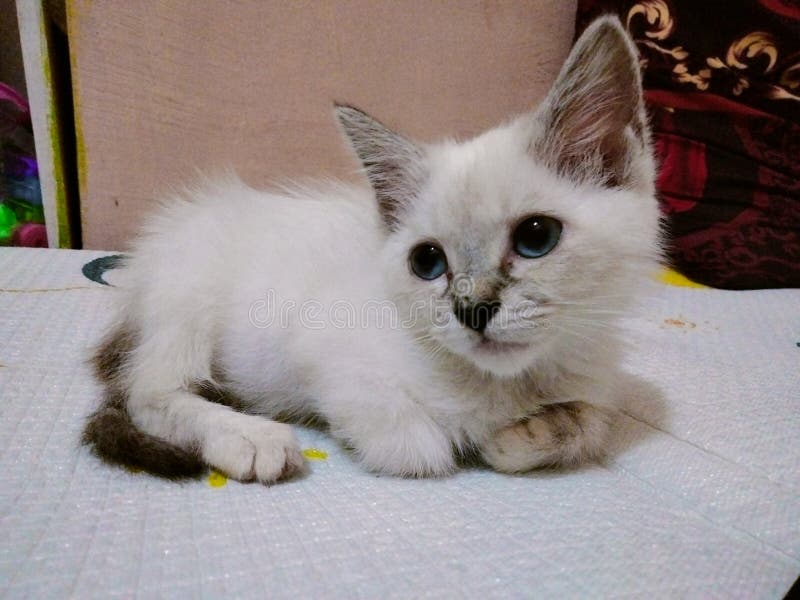 Cute baby kitten stock image. Image of carnivore, wildcat - 352047847