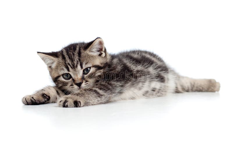 Lying Sad Brittish Tabby Kitten Stock Photo - Image of adorable ...