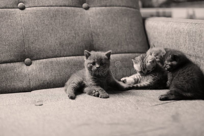 Cute Baby Kittens on the Couch Stock Photo - Image of british, newly ...