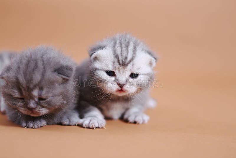Cute baby kittens stock image. Image of small, green - 55941235