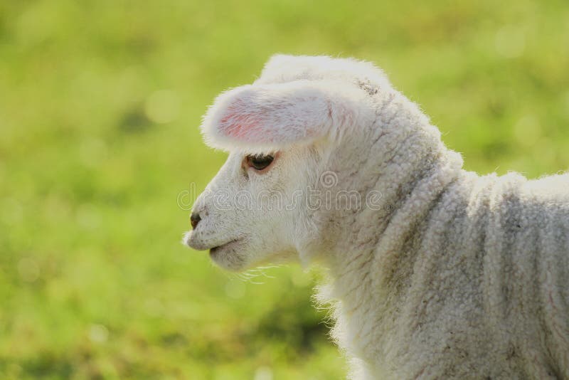 Lamb stock image. Image of young, standing, little, mammal - 19466305