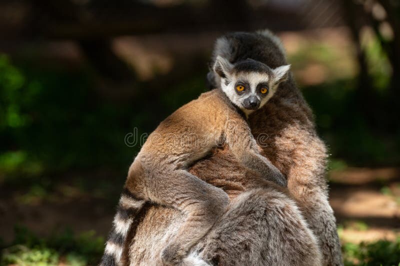 Cute Baby Lemur on Its Mother S Back. Lemur Catta Stock Photo - Image ...