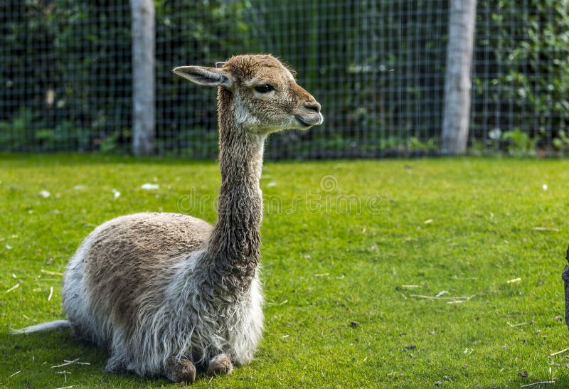 2,378 Baby Llama Stock Photos - Free & Royalty-Free Stock Photos from ...