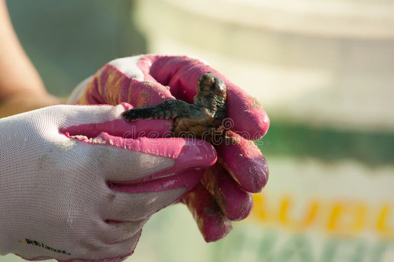 Cute Baby Loggerhead Sea Turtle in the Hands of an Environmentalist ...