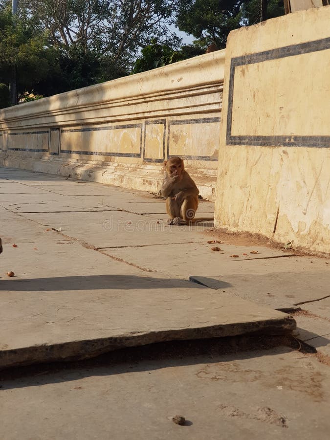 Cute baby monkey stock image. Image of monkey, flooring - 209557837
