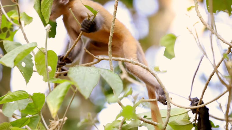 Cute Baby Monkey Climbing Tree in Stock Video - Video of lush, tree ...
