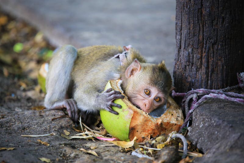 A Cute Baby Monkey Eating Coconut. Stock Image - Image of coconut ...