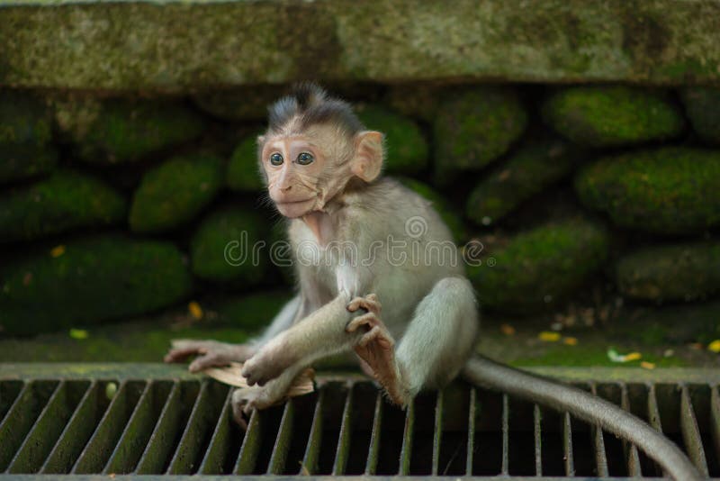 Cute Baby Monkey Eating Some Fruit in the Park Stock Photo - Image of ...