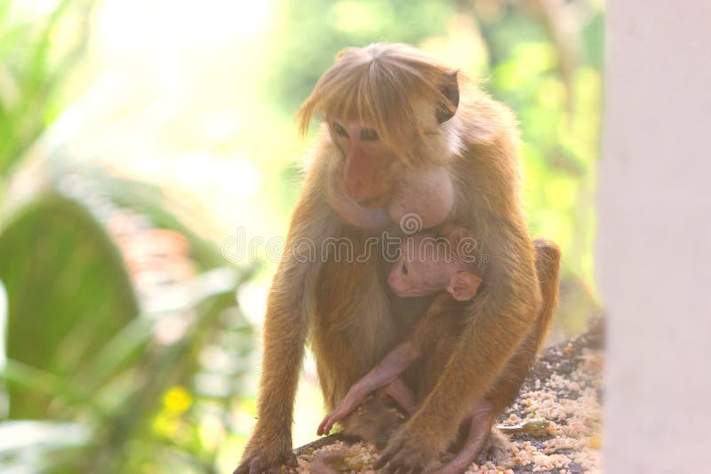 Cute Baby Monkey with Her Mother Stock Image - Image of care, concept ...