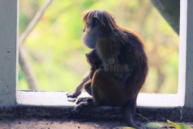 Sad cute baby monkey stock image. Image of wildlife, small - 26150987