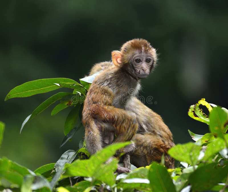 Cute Baby Monkey stock photo. Image of round, lovely - 35384868