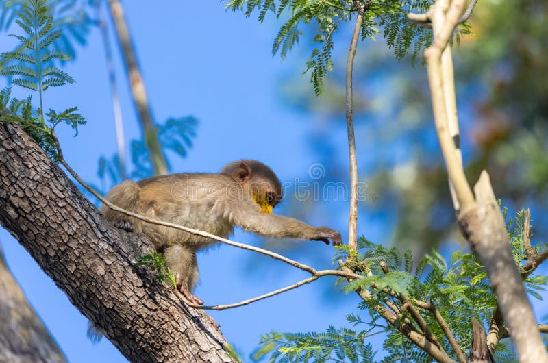 Cute Baby Monkey on Tree in Forest Stock Image - Image of plant, cute ...